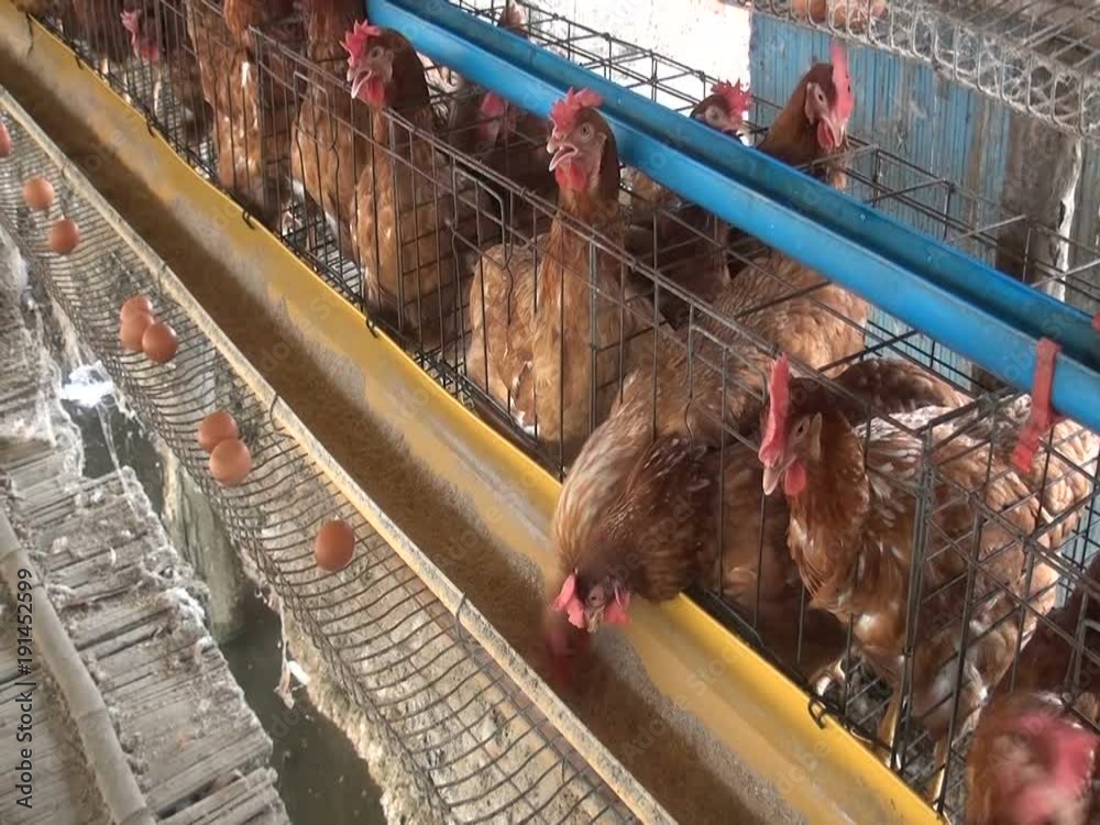 Farm chicken in a barn, hens in cages industrial farm Stock Video ...