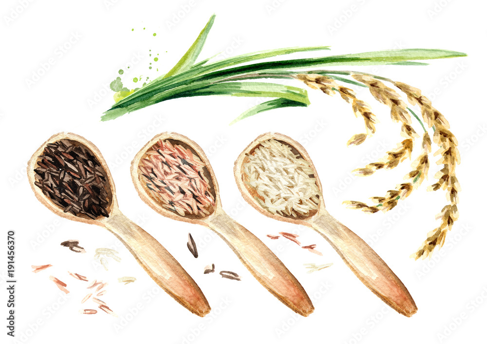 Rice plant and wooden scoops with different rice types, top view ...
