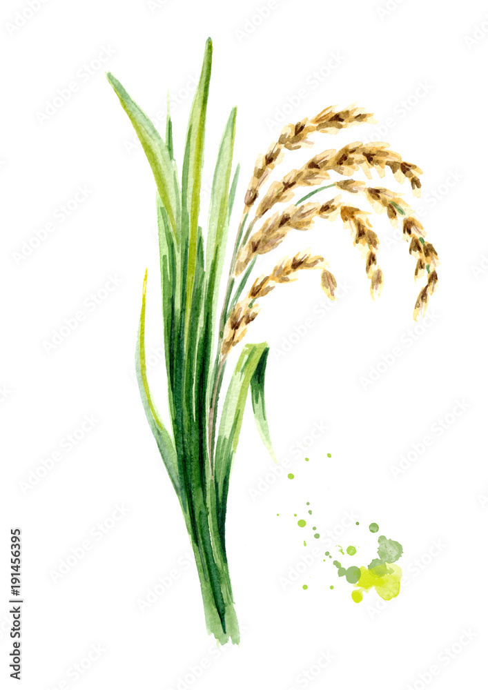Rice Plant Illustration