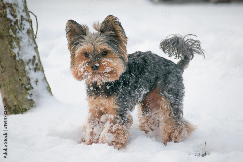 Yorkie In Snow