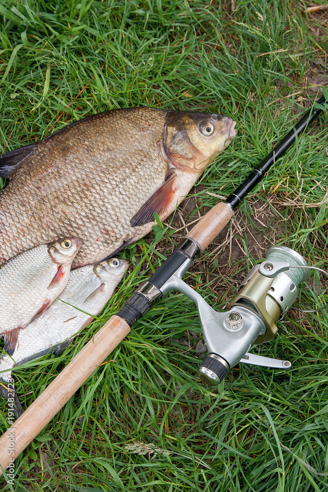 Bream Fishing Tackle