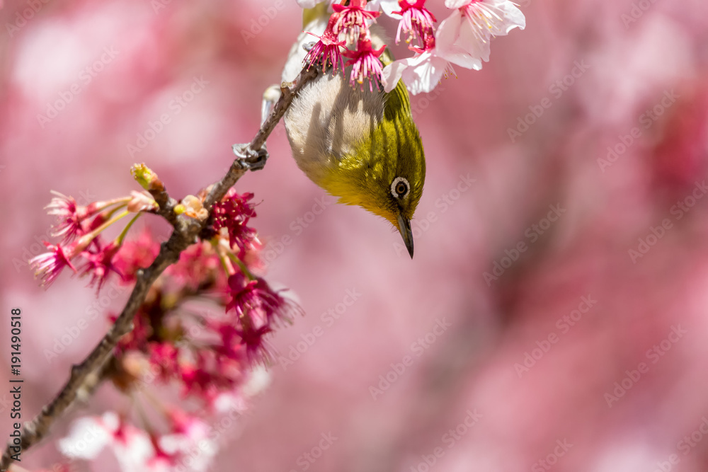 The Japanese White-eye.The background is cherry blossoms(Japanese name ...