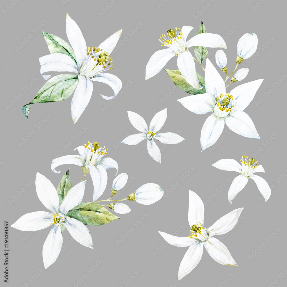 Watercolor floral set Stock Illustration | Adobe Stock