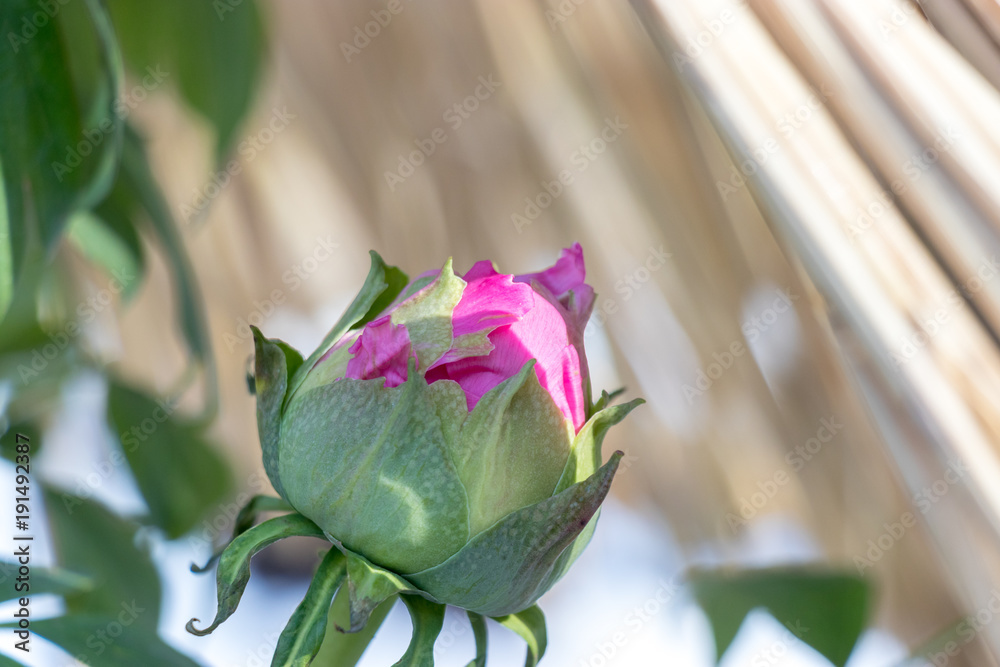 Early bloom peony / Ueno Park in Tokyo, Japan Stock Photo | Adobe Stock