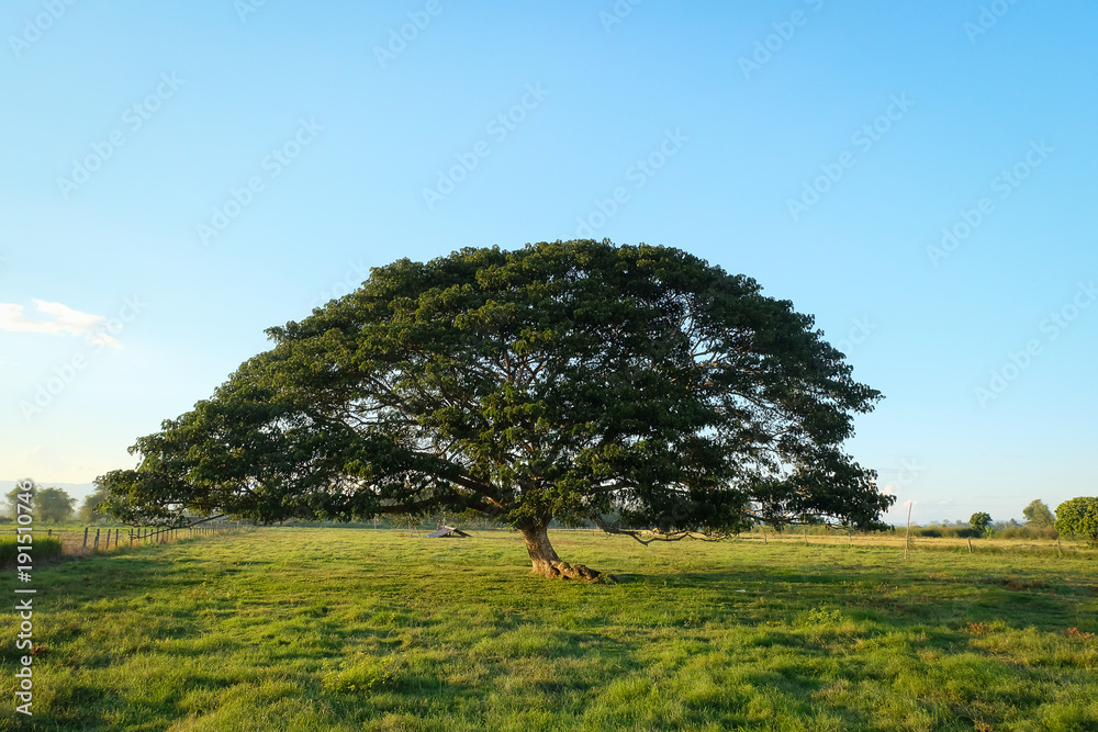 Giant Monkey pod Tree stands firm in Thailand, Rain Tree ; East Indian ...