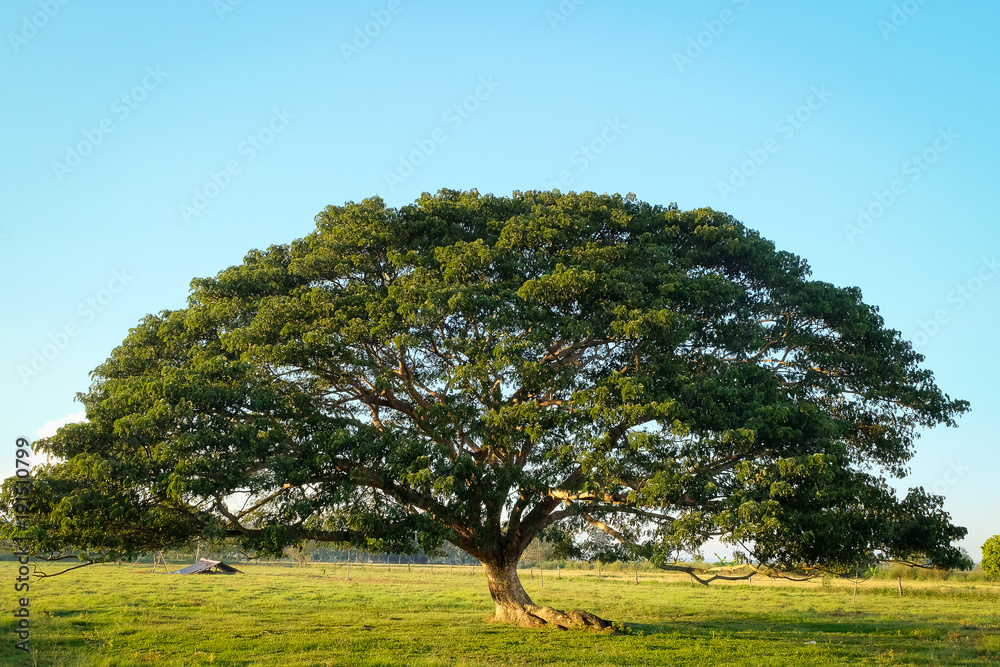 Giant Monkey pod Tree stands firm in Thailand, Rain Tree ; East Indian ...