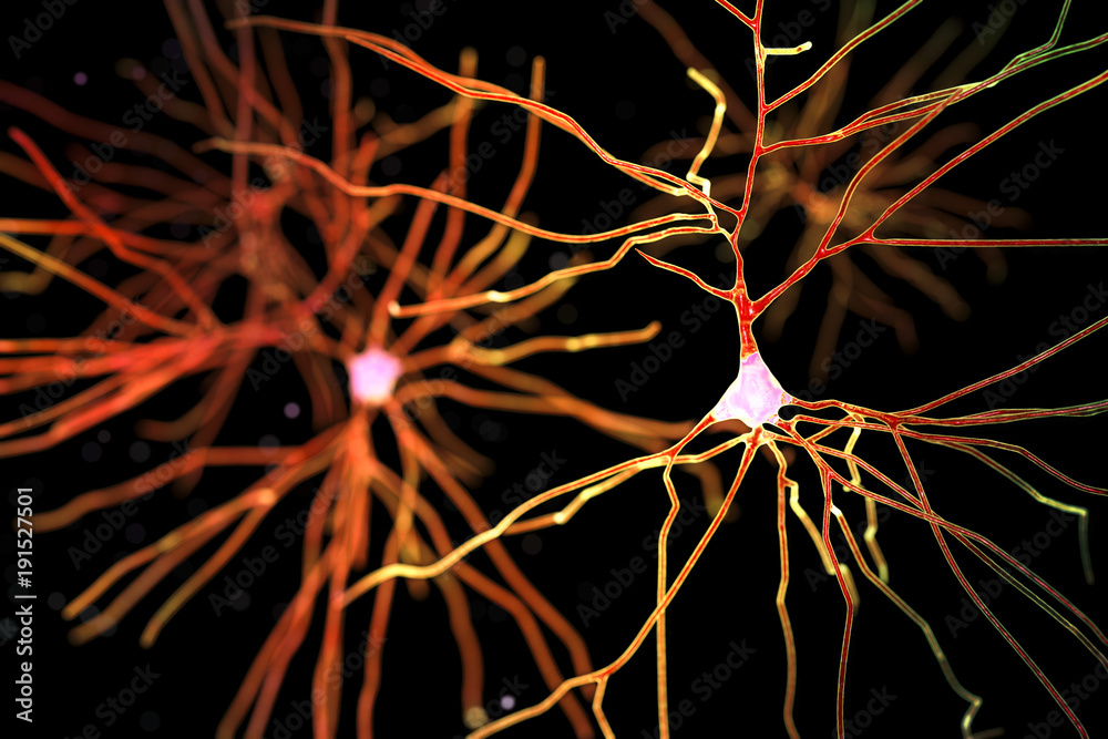 Computer reconstruction of neurons, human brain cells isolated on black ...