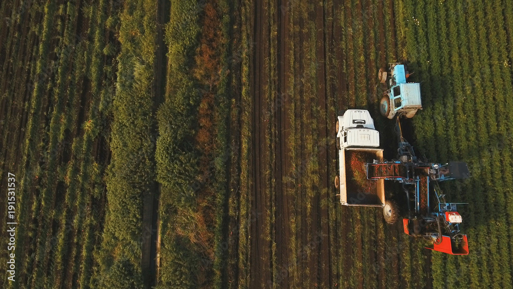 Mechanized carrot harvesting.erial view.Machine harvesting carrots ...
