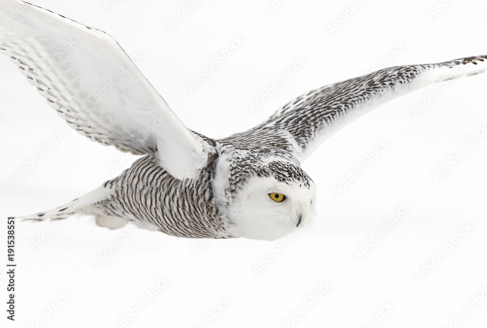 Snowy Owls Hunting