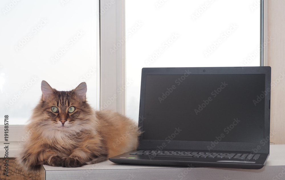 shaggy cat with laptop. concept of computer consultation Stock Photo ...