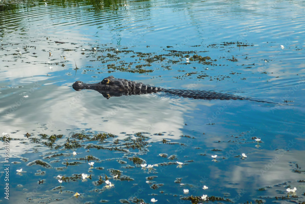 Caiman floating on the surface of the water in Esteros del Ibera ...