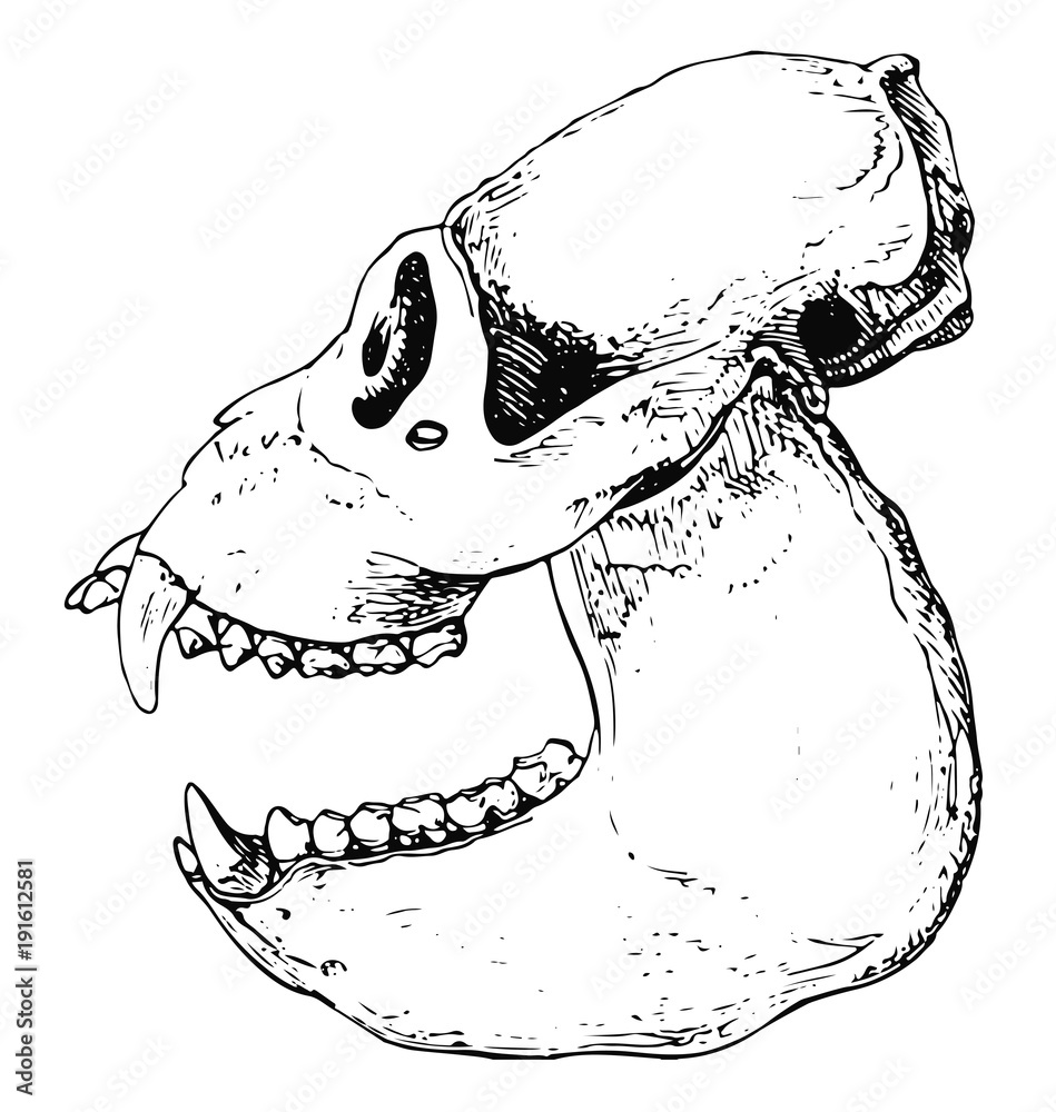 Brüllaffen-Schädel - Alouatta - howler monkey skull Stock-Vektorgrafik ...