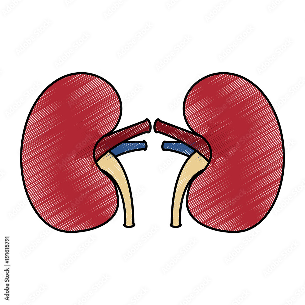 Kidney Illustration