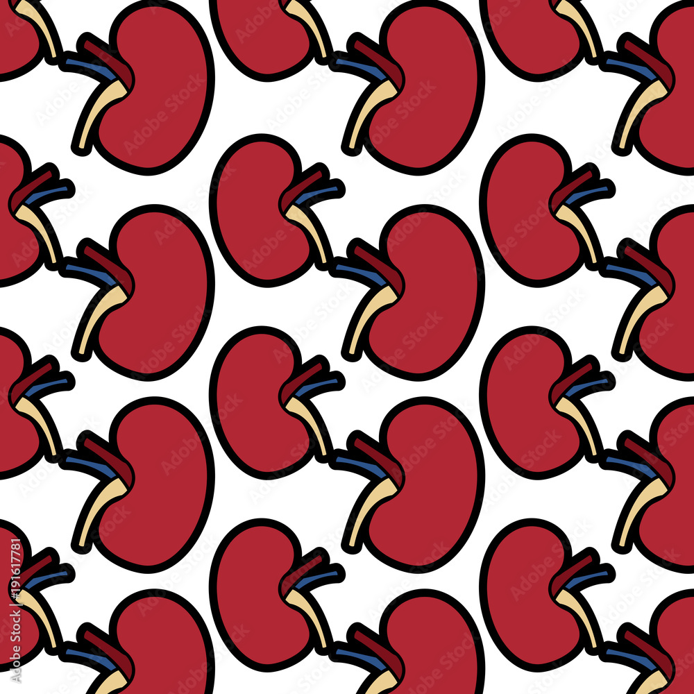 wallpaper with human kidney organs medical vector illustration Stock ...
