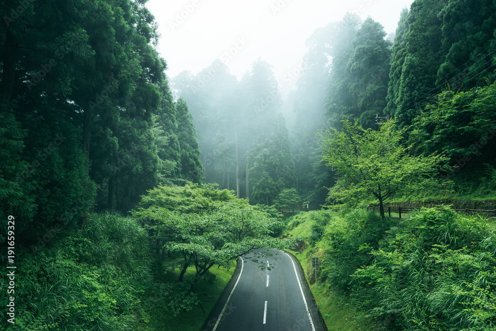 View of road passing through forest Stock Photo | Adobe Stock