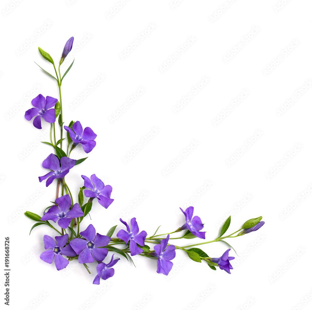 Flowers periwinkle (Vinca minor, common names: lesser periwinkle, dwarf ...
