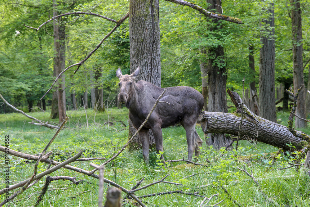 Eine Elchkuh steht im frei Wald Stock Photo | Adobe Stock Eine Elchkuh steht im frei Wald Stock Photo | Adobe Stock