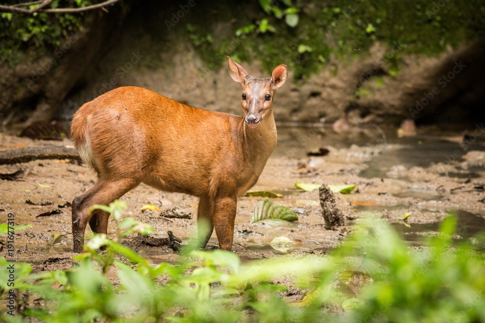 Red Brocket Deer