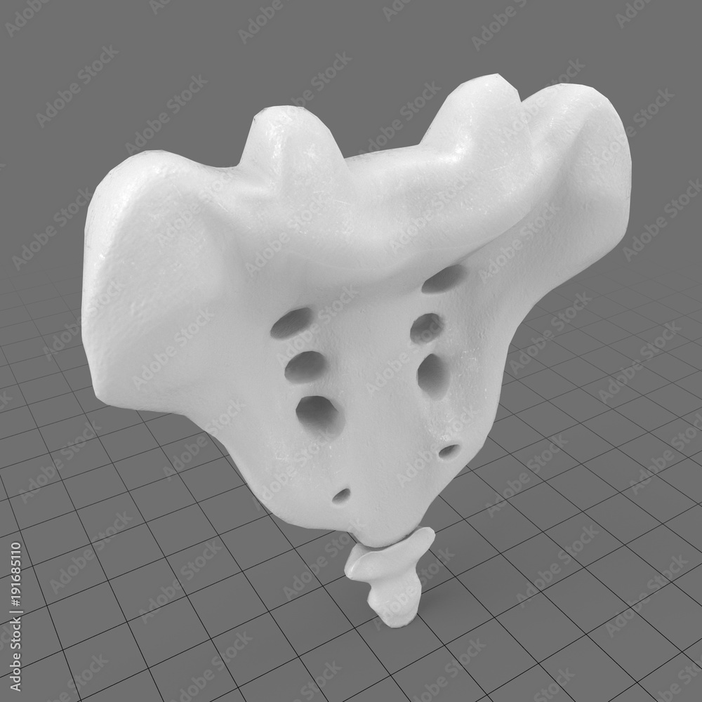 Stylized human sacrum and coccyx Stock 3D asset | Adobe Stock