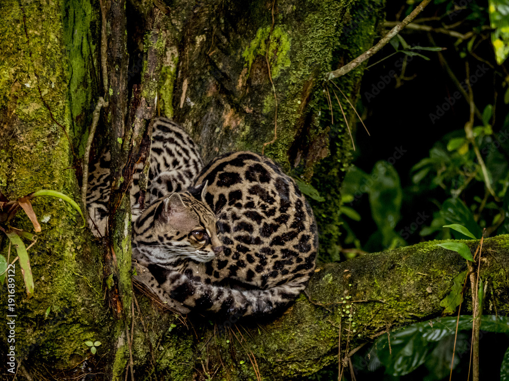 Margay (Leopardus wiedii) with cub, La Fortuna, Costa Rica Stock Photo ...