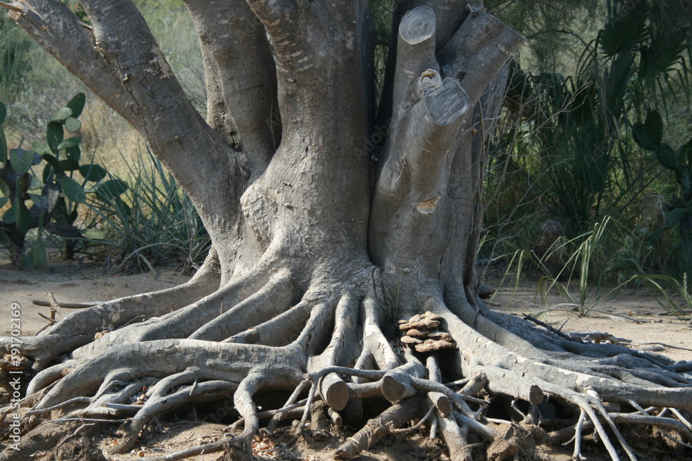 arbol con raices Stock Photo | Adobe Stock
