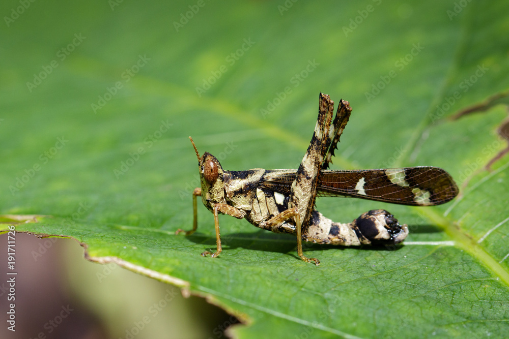 Image of Conjoined Spot Monkey-grasshopper (female), Erianthus serratus ...