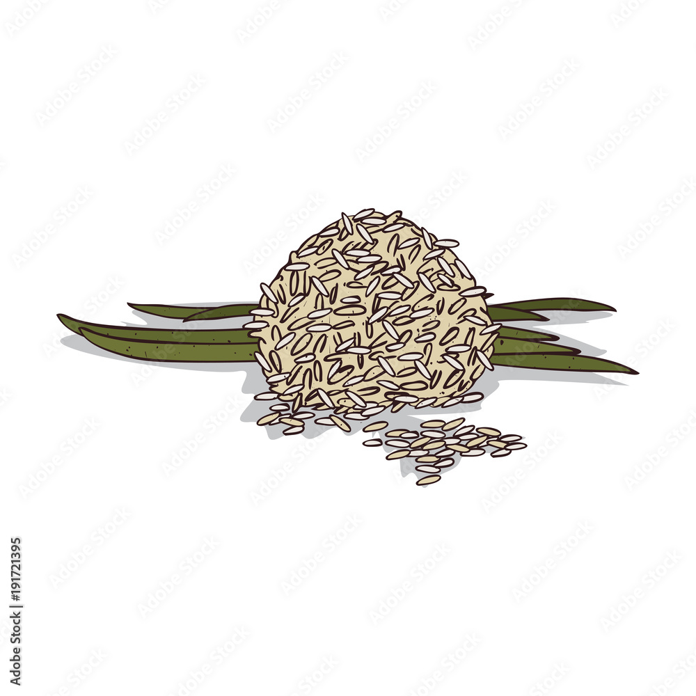 Isolated clipart of plant Rice on white background. Botanical drawing ...