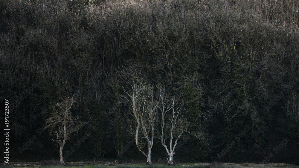 Fine art landscape image of stark white trees in woodland background ...