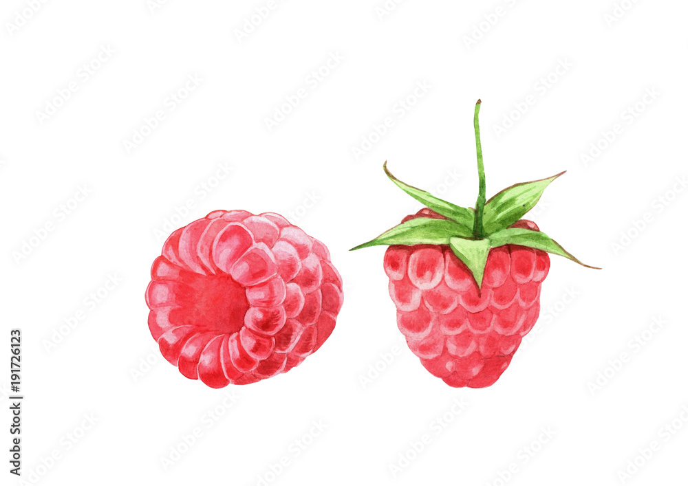 watercolor raspberries illustration isolated on white background Stock ...