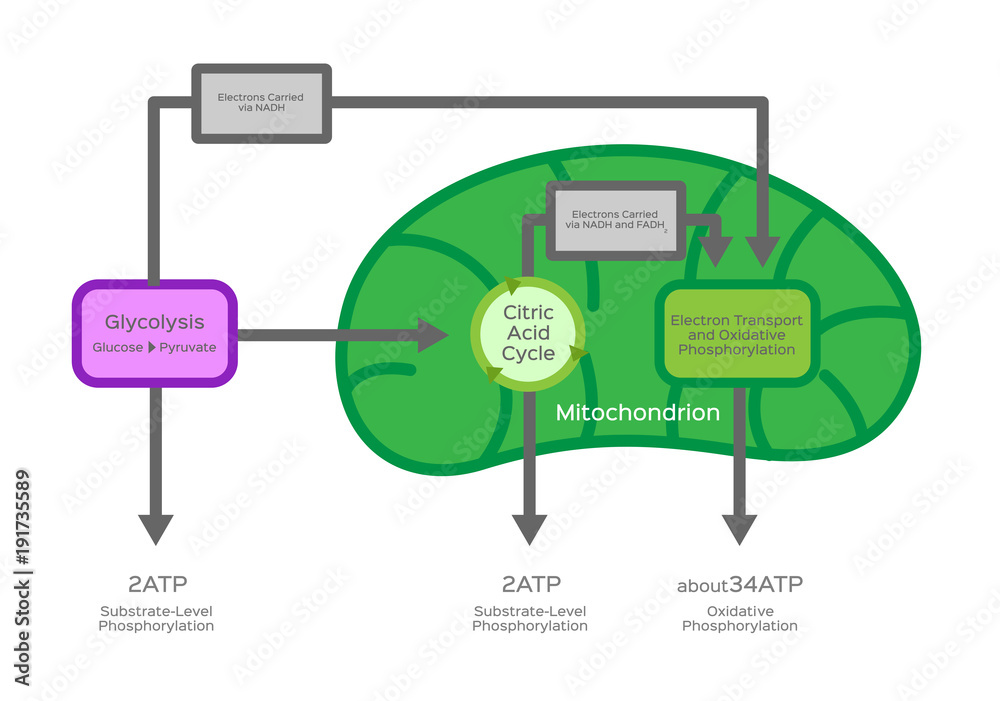 cellular respiration vector /metabolic reactions Stock Vector | Adobe Stock