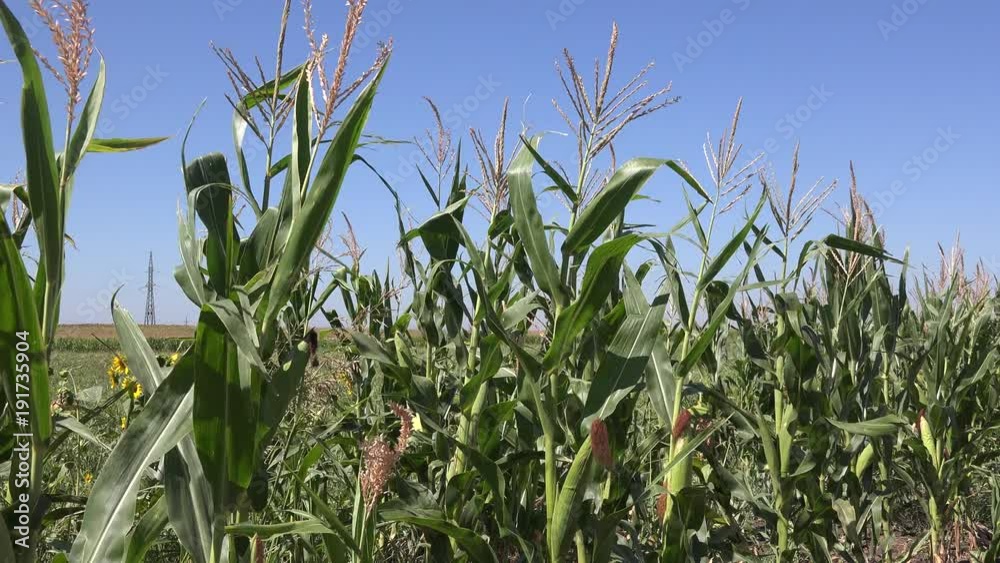 Cornfield corn field in summer green healthy plants ready for crop ...