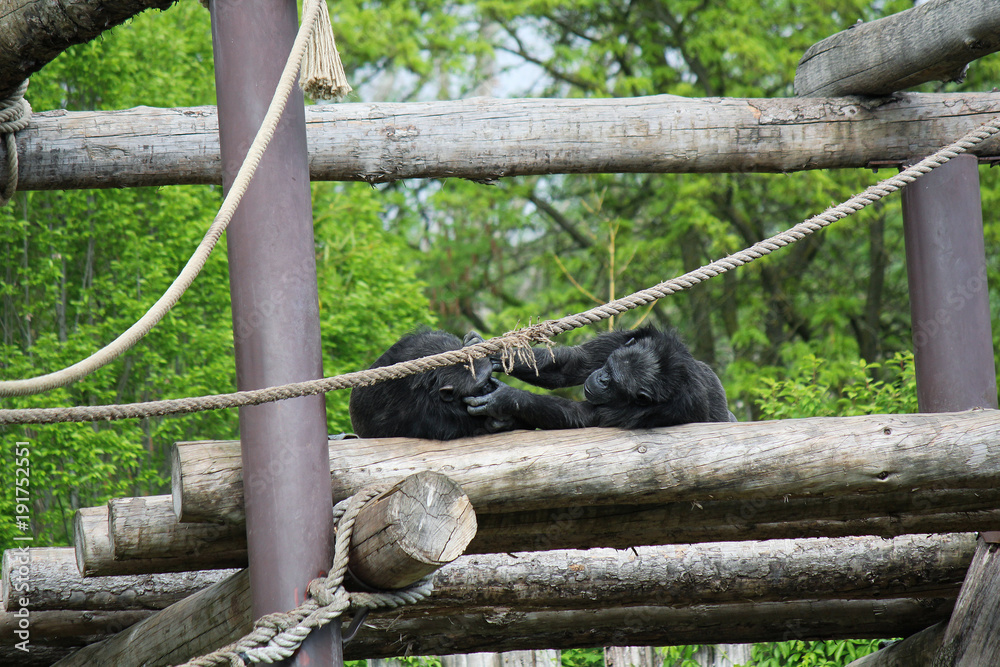 scimmie Stock Photo | Adobe Stock