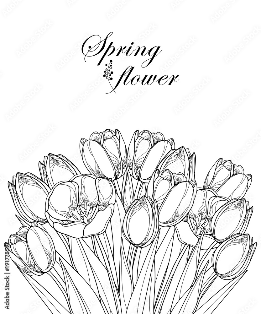 Vector bouquet with outline tulip flowers, bud and ornate leaves in ...