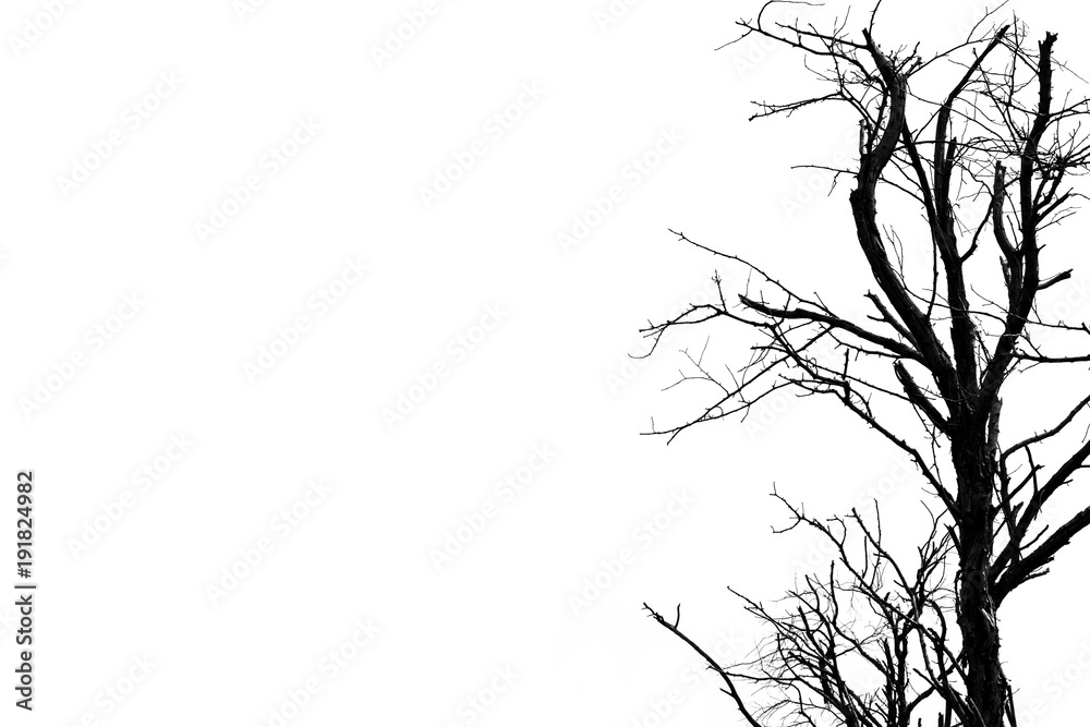 Creepy Dead Trees Black And White