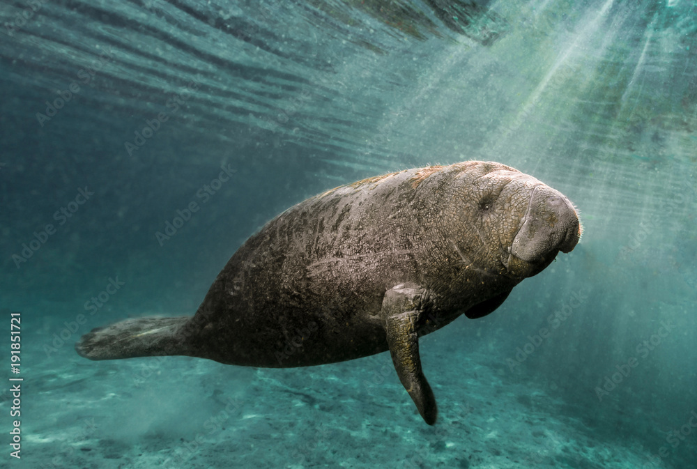 Manatee portrait. Photographed near Crystal River Florida. Stock Photo ...