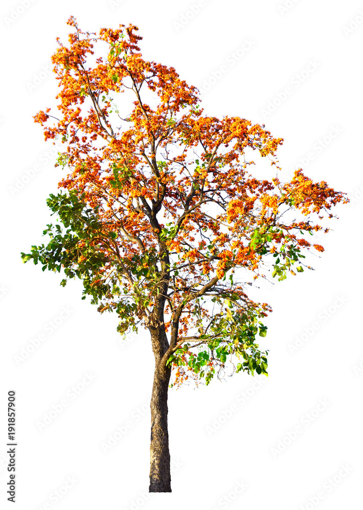 Orange flower tree isolated on white background with clipping path ...
