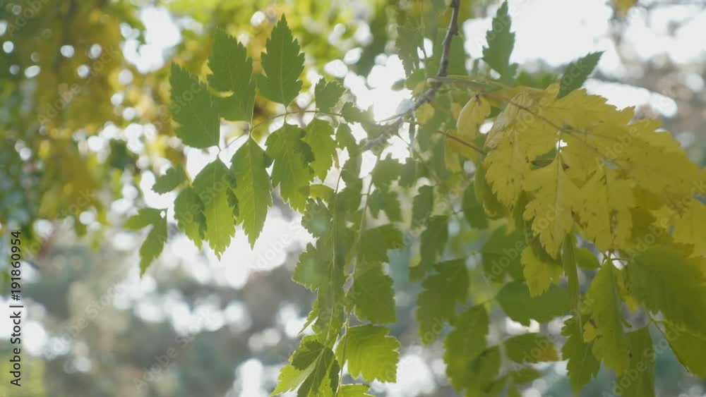 Tree branch with yellow leaves swaying in the wind and rays of sun ...