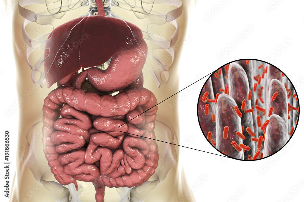 Intestinal microbiome, anatomy of human digestive system and close-up ...