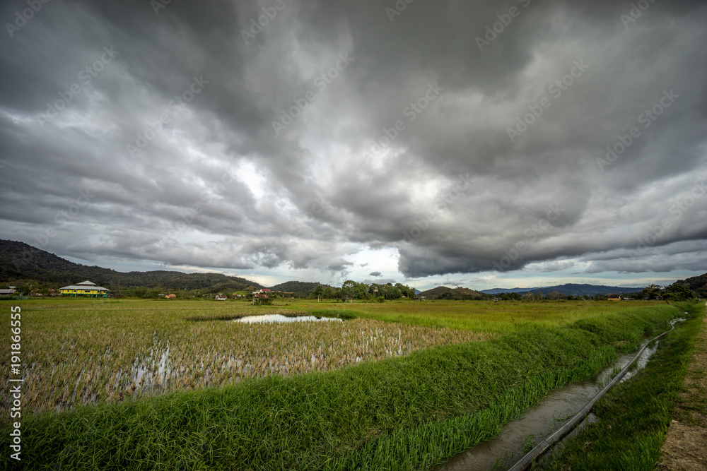 View of paddy field during harvest season in Bario, Sarawak - a well ...