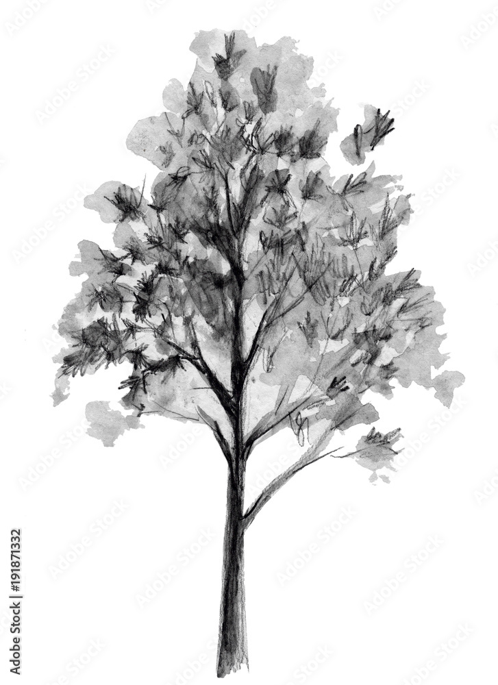 Hand drawn sketch. Tree illustration. Back element isolated on white ...