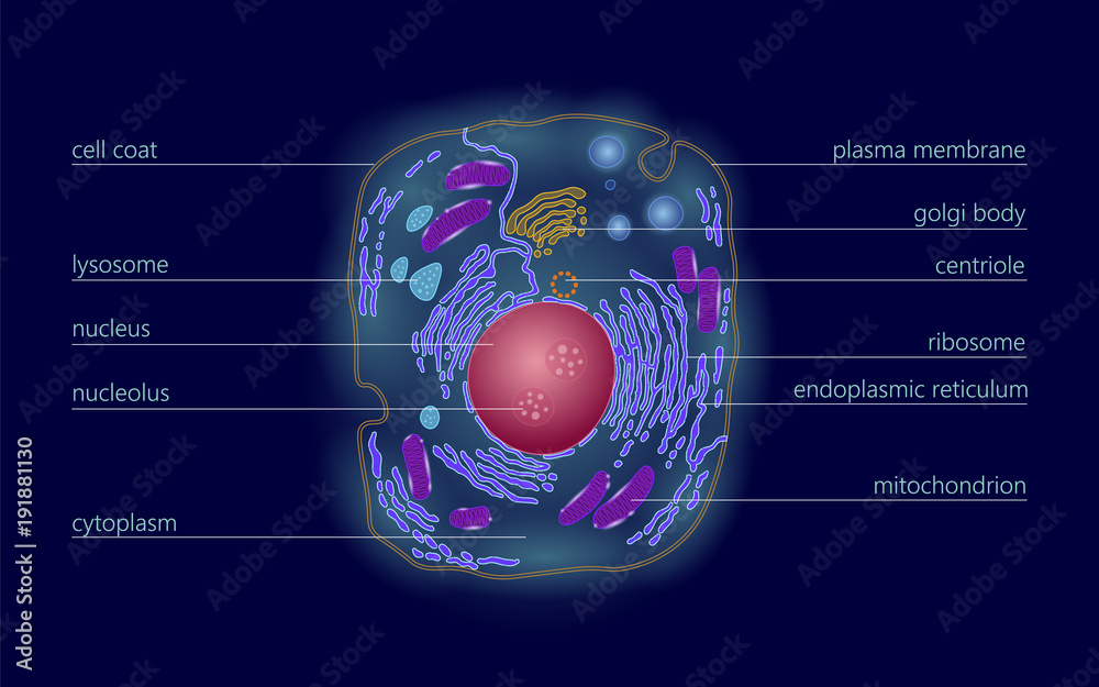 Animal human cell structure educational science. Microscope 3d ...