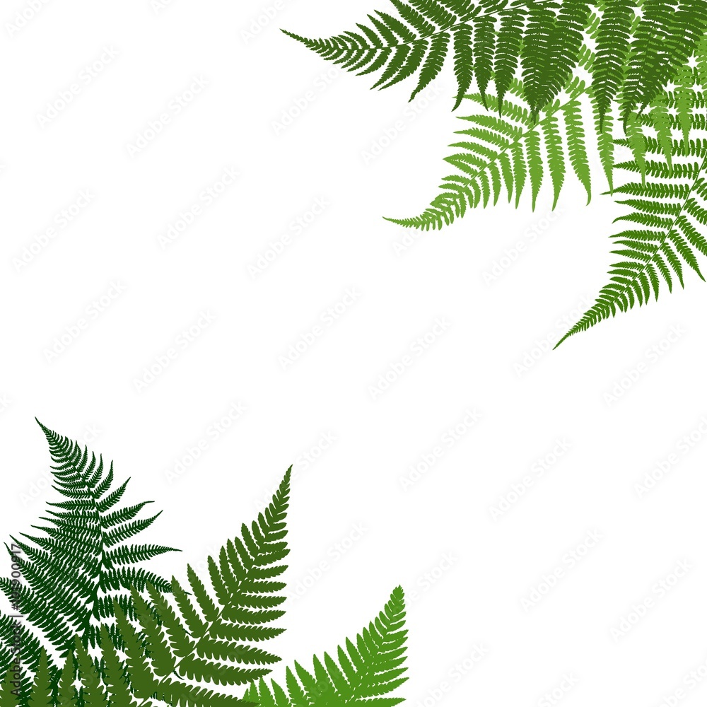 White background decorated with ferns. Ferns are located in opposite ...