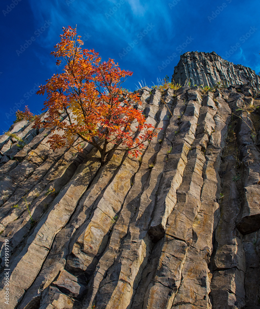 Tree at the famous 'Hegyestu' at the Kali Basin of the Balaton ...