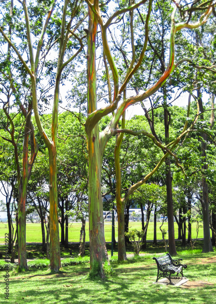 A rainbow eucalyptus tree (Eucalyptus deglupta) in a public part. San ...