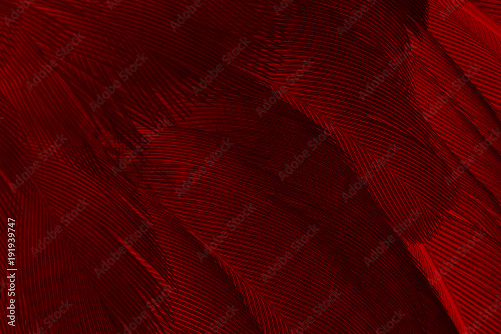 Beautiful red feather pattern texture background Stock Photo | Adobe Stock