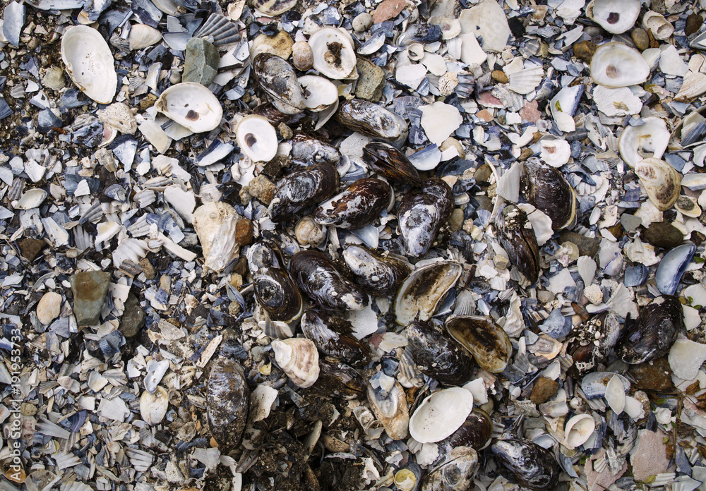 Pile of oyster shells in Wellfleet Massachusetts on Cape Cod. Stock ...