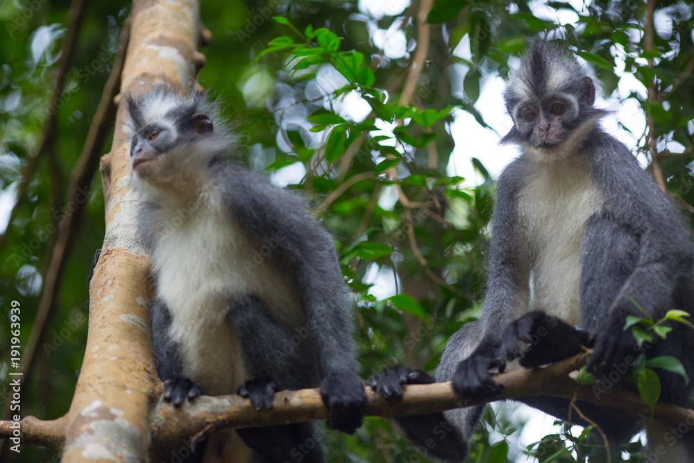 Thomas' Leaf Monkey also known as Sumatran Grizzled Langur is endemic ...