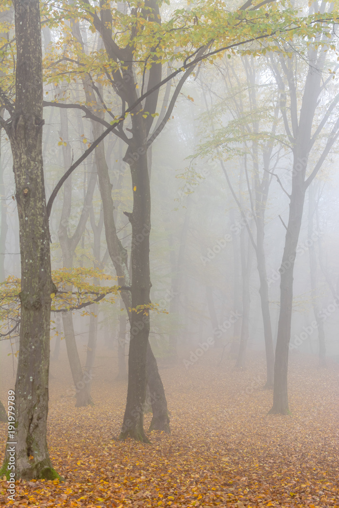 Amazing atmosphere in The Hoia Baciu forest, one of the most haunted ...