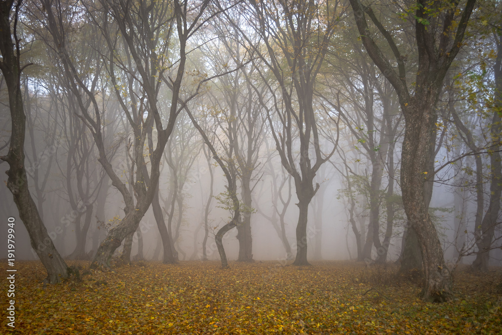 Amazing atmosphere in The Hoia Baciu forest, one of the most haunted ...