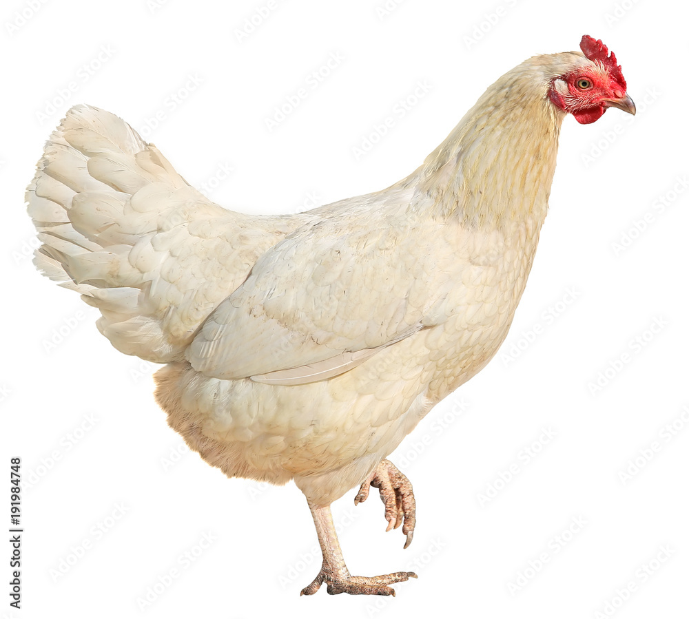 White Hen White Background